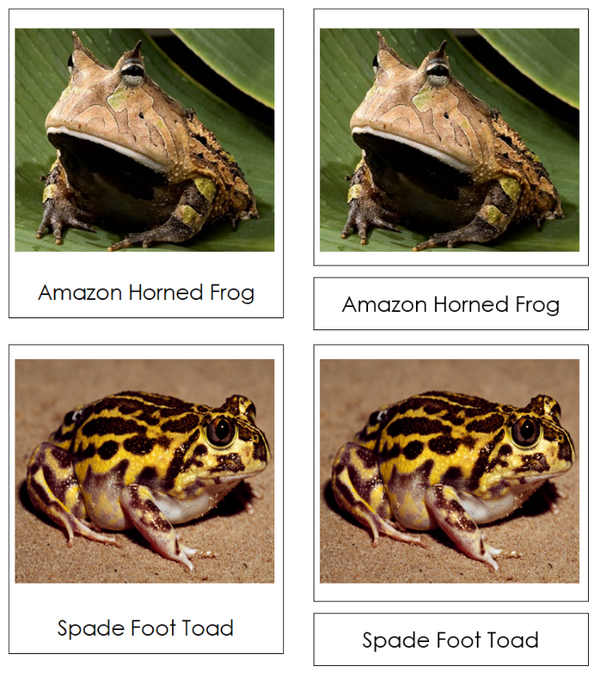 Types of Frogs & Toads 3-Part Classified Cards - Montessori Print Shop ...