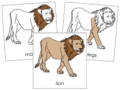 Parts of a Lion Nomenclature Cards - Montessori Digital Download ...