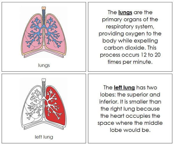 Parts of Human Lungs Nomenclature Book (red) - Montessori Print Shop ...
