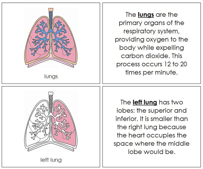 Parts of Human Lungs Nomenclature Book - Montessori Digital Download ...