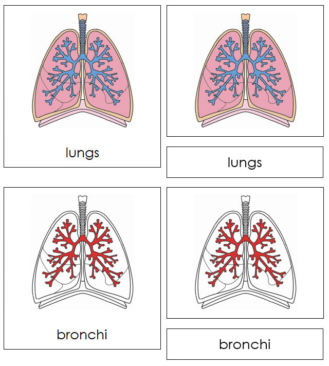 Human Lungs Nomenclature Cards (red) - Montessori Print Shop