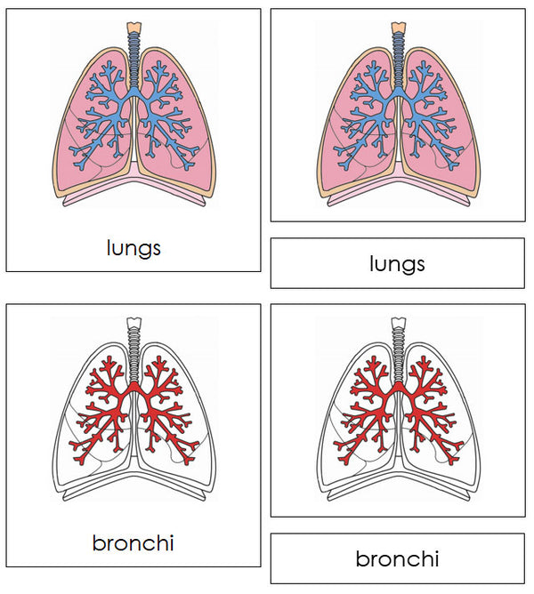 Parts of Human Lungs Nomenclature Cards (red) - Montessori Print Shop ...