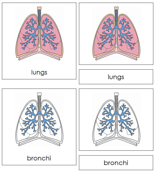 Human Lungs Nomenclature Cards - Montessori Print Shop