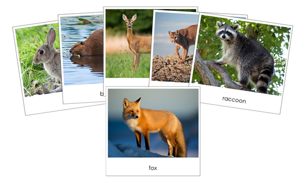 Nature Safari Toob Cards - Montessori Print Shop Digital Download
