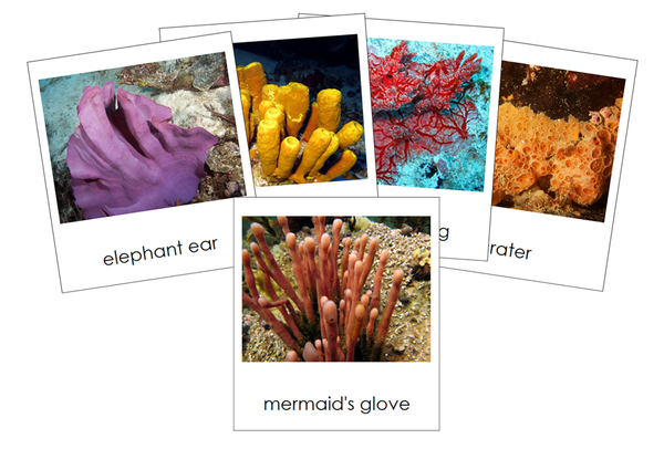 Types of Porifera - Montessori Digital Download - Montessori Print Shop