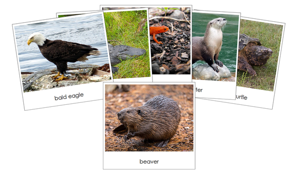 River Safari Toob Cards - Montessori Print Shop Digital Download