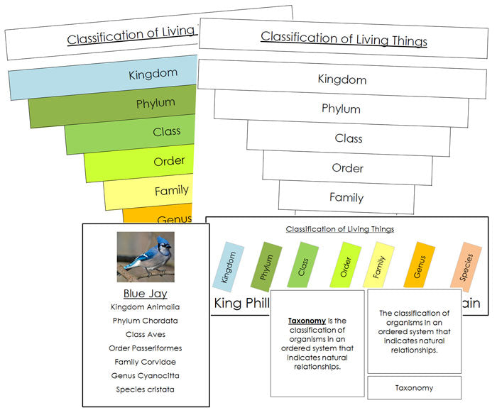 Six Kingdoms of Life Charts & Cards - Montessori Print Shop Digital ...