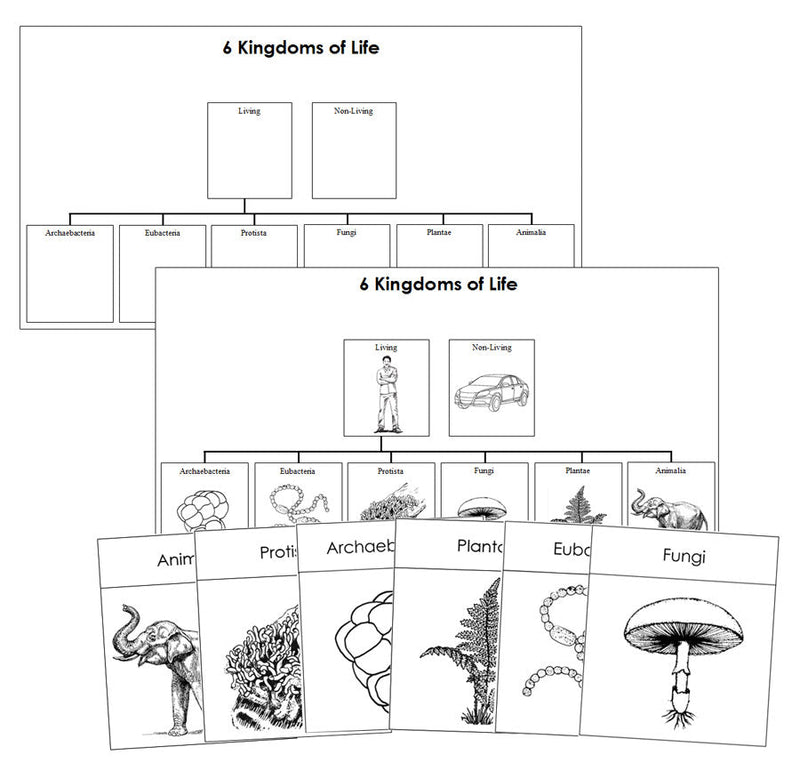 Kingdoms of Life Cards- Montessori Print Shop