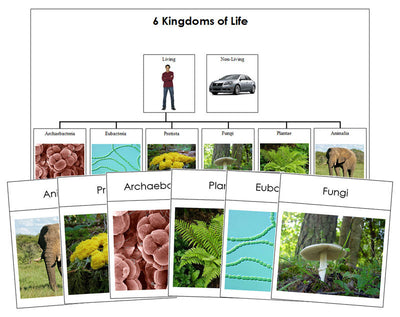 Six Kingdoms of Life Charts & Cards - Montessori Print Shop Digital ...