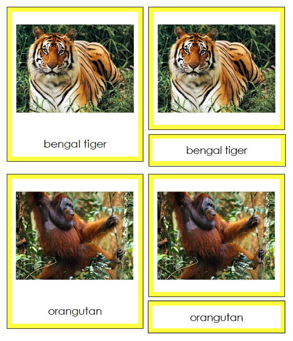 Asia Deluxe Continent Bundle - Montessori Print Shop Digital Download