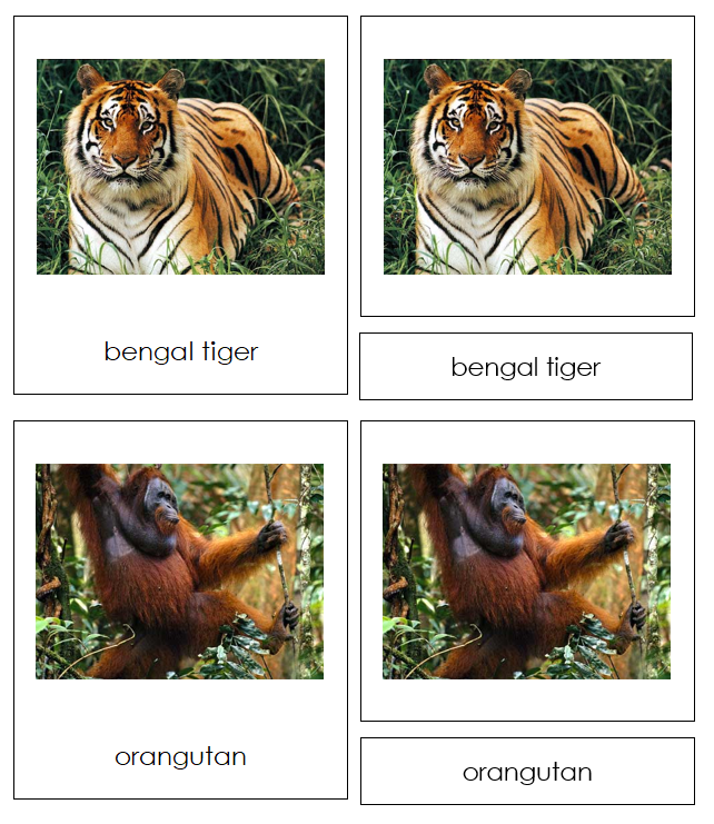 Asia Continent Bundle - Montessori Print Shop