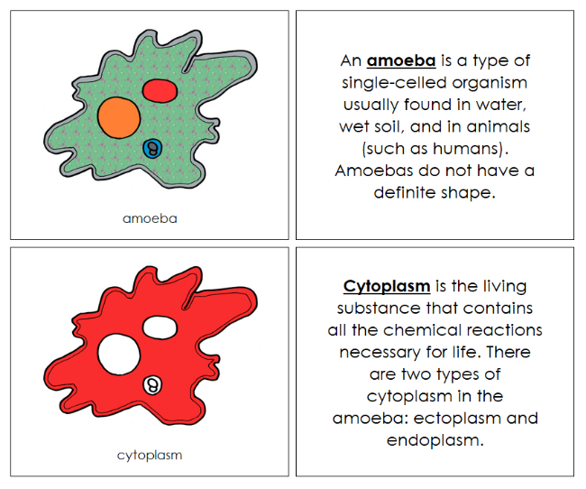 Amoeba Nomenclature Book (red) - Montessori Print Shop