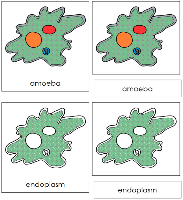 Amoeba Nomenclature Cards - Montessori Print Shop
