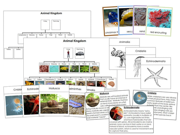 Montessori Science Lessons - Montessori Print Shop