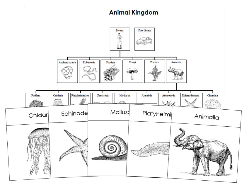 Printable Animal Kingdom Cards - Montessori Print Shop