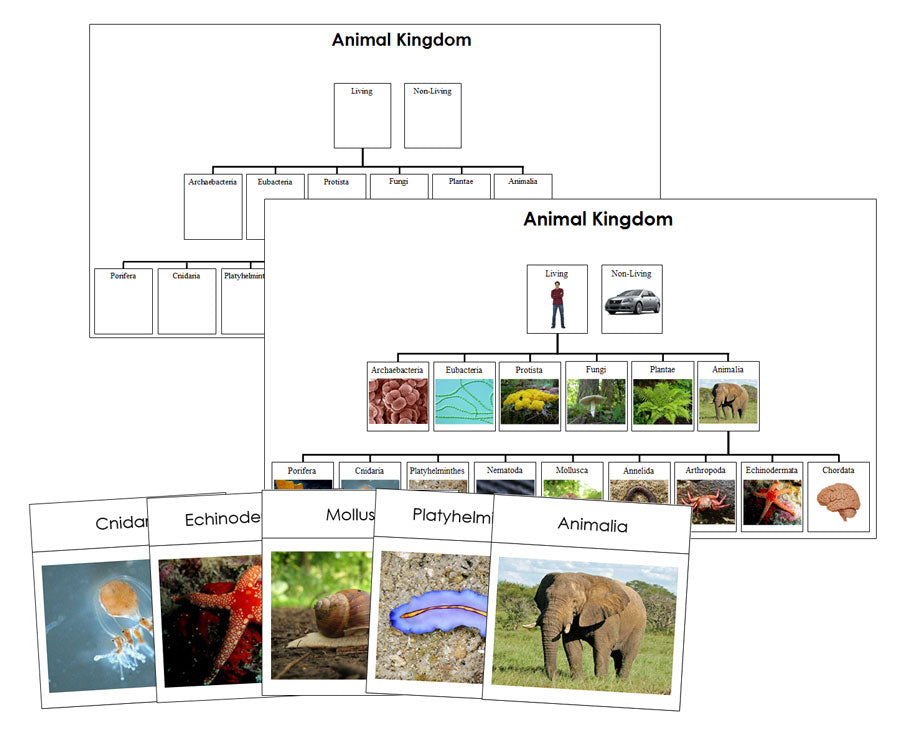 Animal Classification Chart