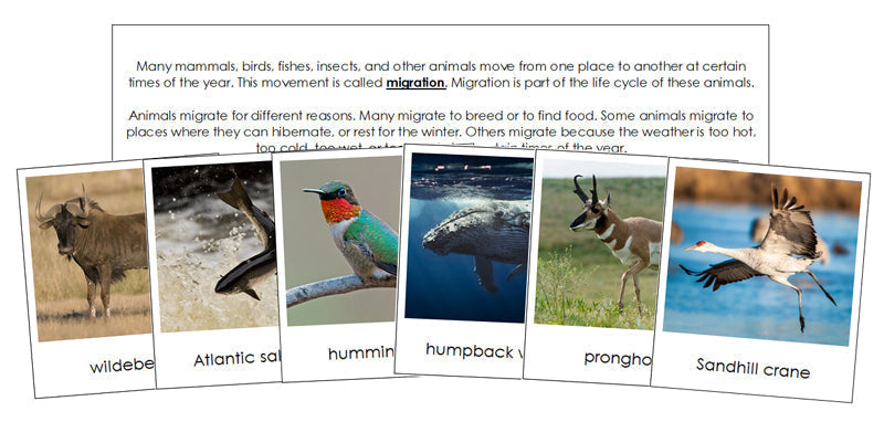 Animal Migration - Montessori Print Shop