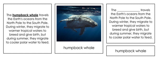 Animal Migration - Montessori Print Shop