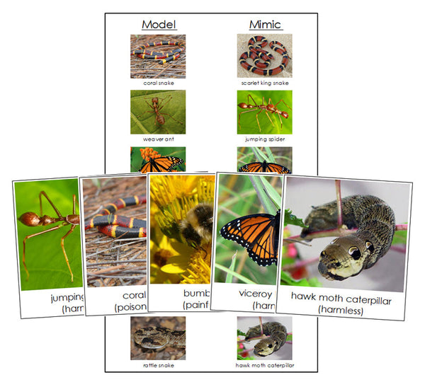 Animal Mimicry - Montessori Print Shop Digital Download