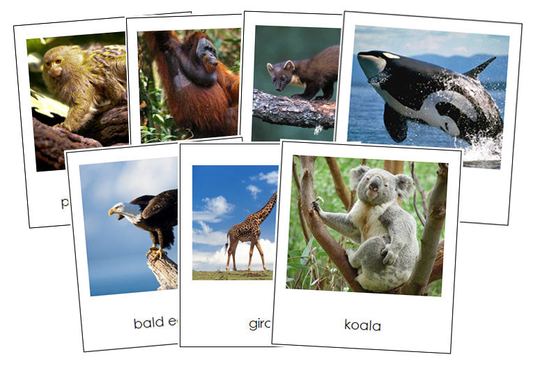 Montessori Geography Continent Cards - Montessori Print Shop