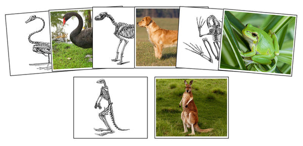 Animals And Their Skeletons - Montessori Print Shop