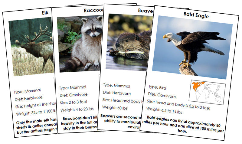 Animals of the World Information Cards Bundle (color-coded ...