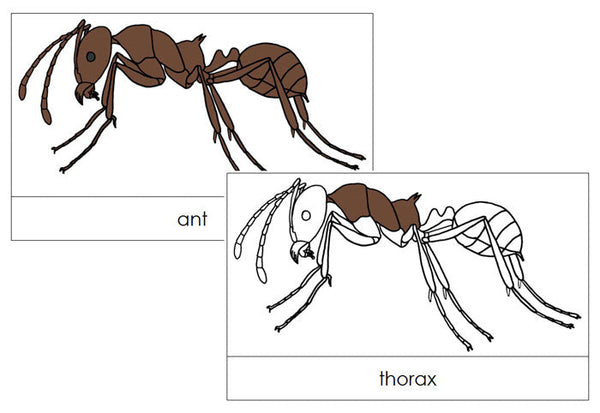 Ant Nomenclature Cards - Montessori Print Shop