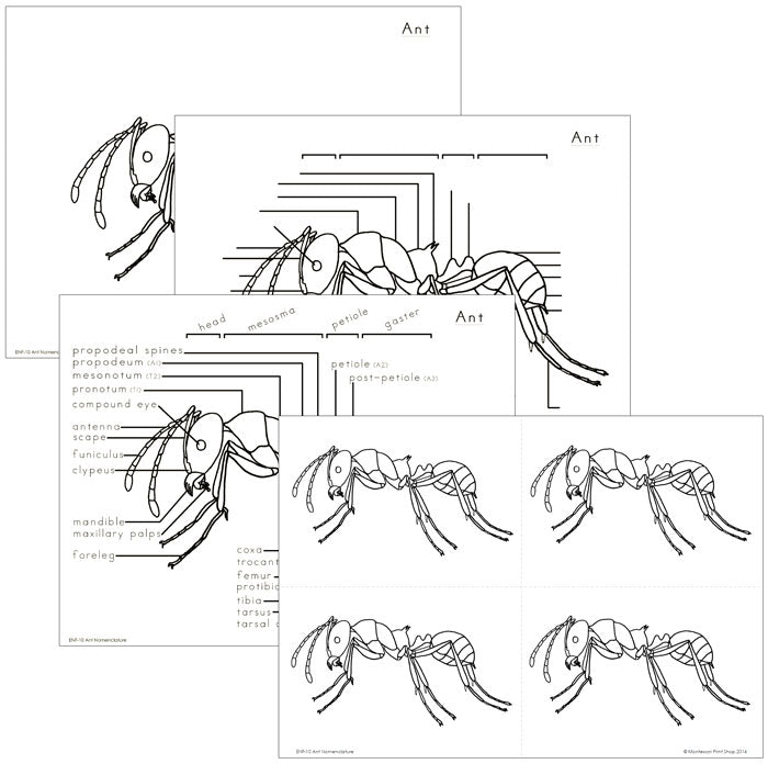 Elementary Montessori Ant Nomenclature - Montessori Print Shop