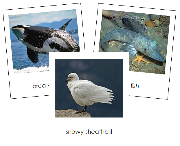 Antarctica Continent Cards - Montessori Print Shop