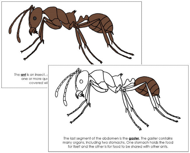 Parts of a Grasshopper Nomenclature Cards - Montessori Digital Download ...
