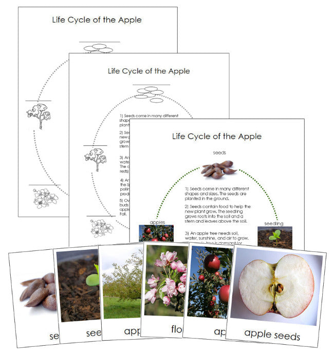 Life Cycle Apple Tree Seedling