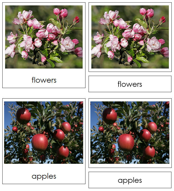Apple Life Cycle Nomenclature Cards - Montessori Print Shop