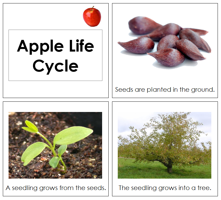 Toddler Apple Life Cycle Book by Montessori Print Shop