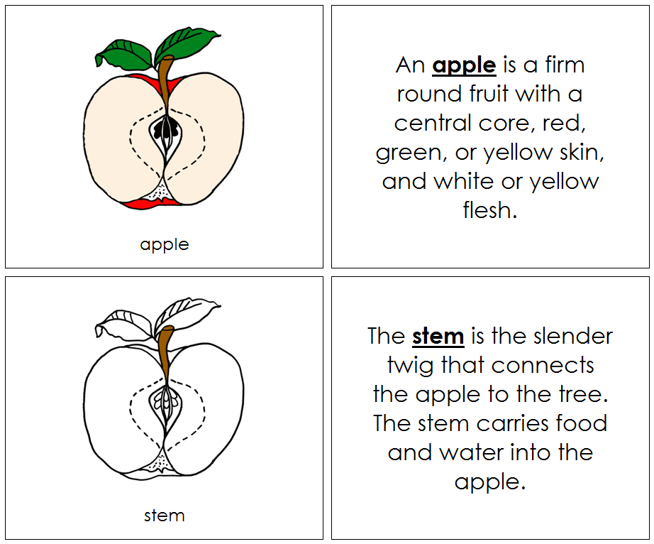 Botany Nomenclature Bundle Set 2 - Montessori Digital Download ...