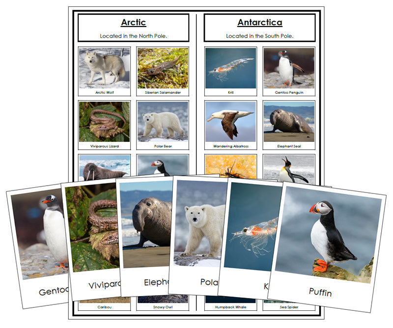 Arctic and Antarctic Animal Sorting - Montessori Print Shop