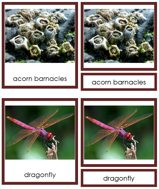 Animal Kingdom Charts & Cards - Montessori Print Shop