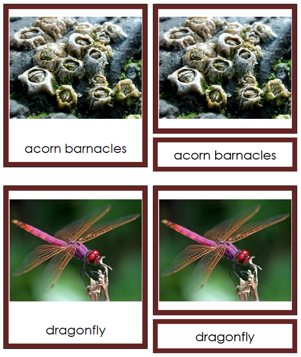 Animal Kingdom Charts & Cards - Montessori Print Shop