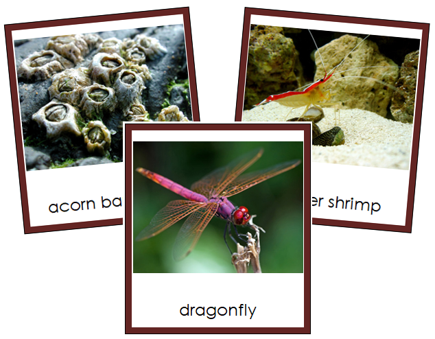 Animal Kingdom Cards - Montessori Print Shop