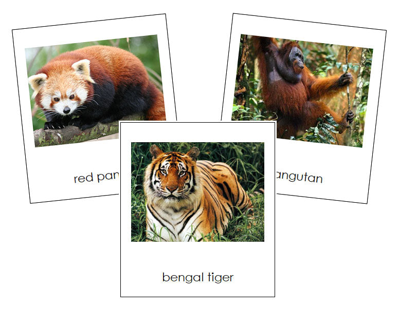 Asian Animals - Montessori Print Shop