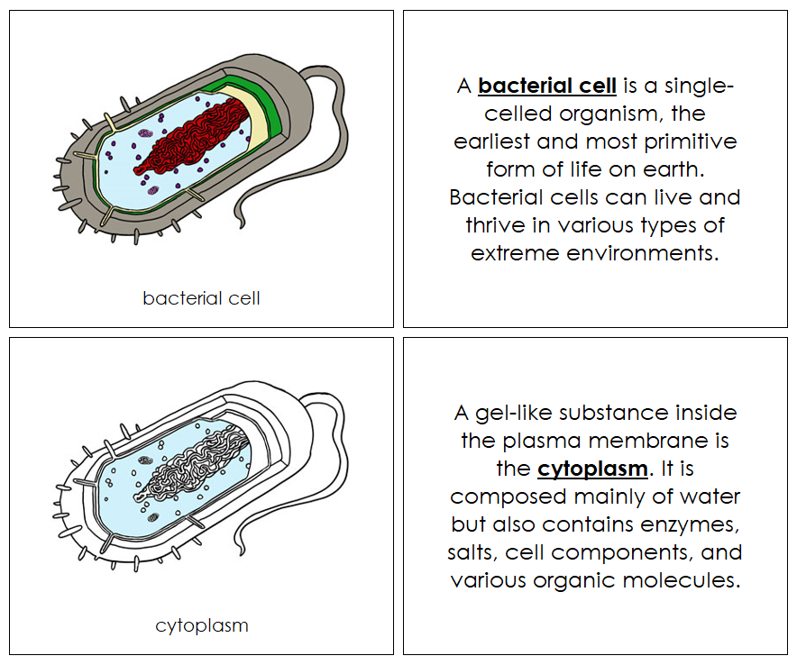 Parts of a Bacterial Cell Nomenclature Book - Montessori Digital ...