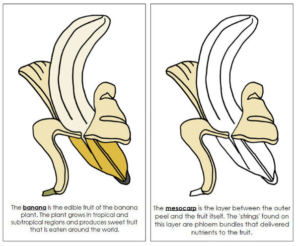 Bulb Nomenclature - Montessori Print Shop
