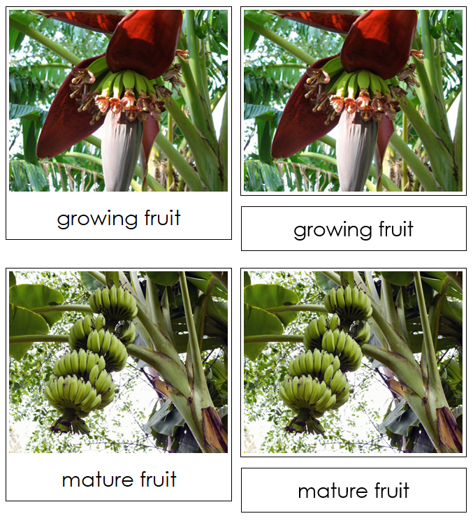 Banana Life Cycle Nomenclature Cards - Montessori Print Shop Digital ...