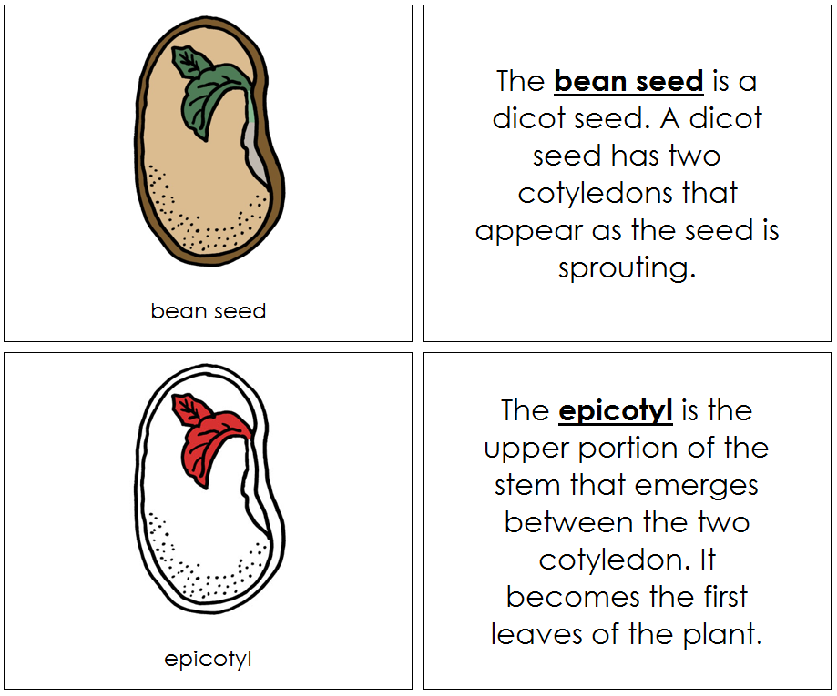 Botany Nomenclature Bundle (Red) Set 2 - Montessori Print Shop Digital ...