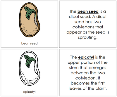 Botany Nomenclature Bundle Set 2 - Montessori Print Shop