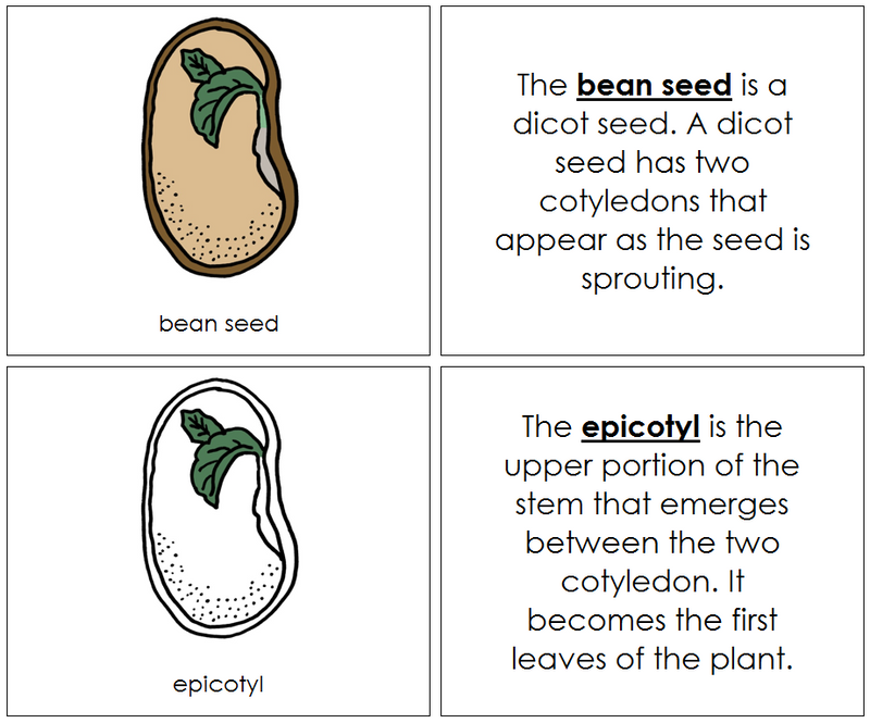 Botany Nomenclature Bundle Set 2 - Montessori Digital Download ...