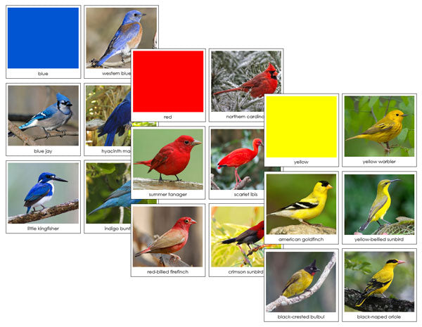 Bird Color Sorting Cards - Montessori Print Shop