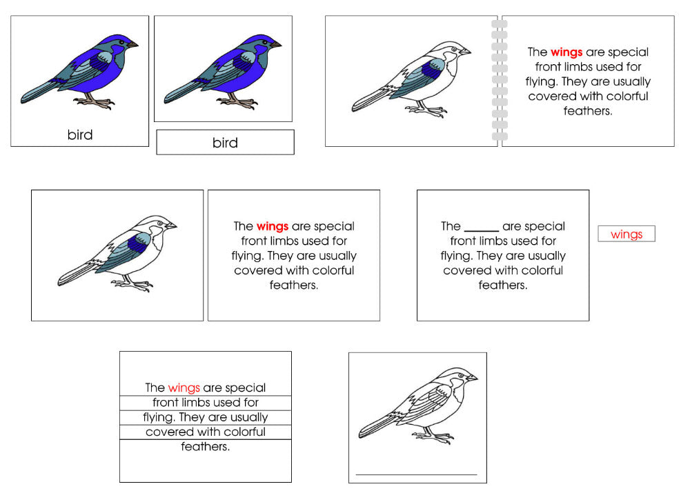Bird Definition Set (color) - Montessori Print Shop