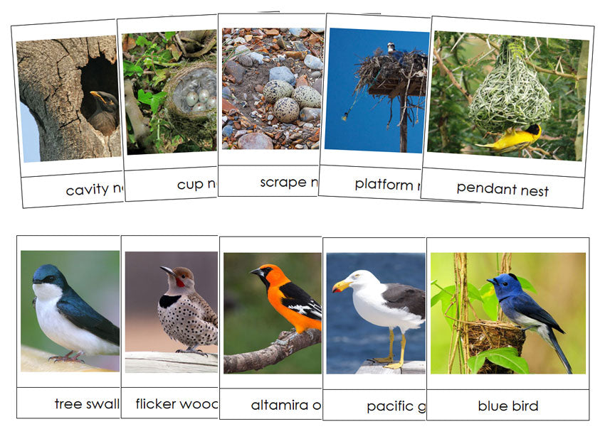 Bird Nest Information Cards - Montessori Print Shop