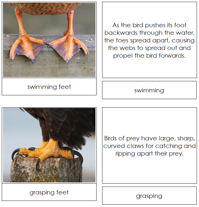 Animal Adaptation: Birds & Feet - Montessori Print Shop