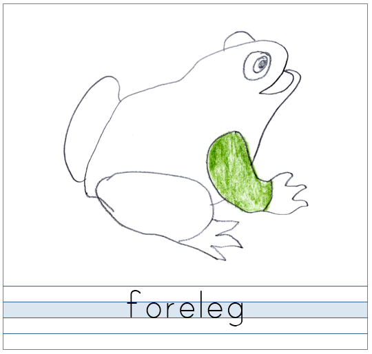 Montessori Blue-Lined Nomenclature Paper - Montessori Print Shop